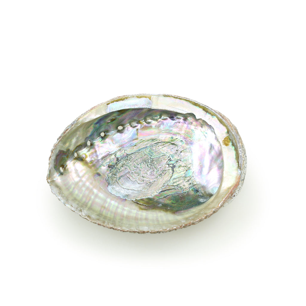 Abalone shell - Wholesale and Retail by Prabhuji's Gifts